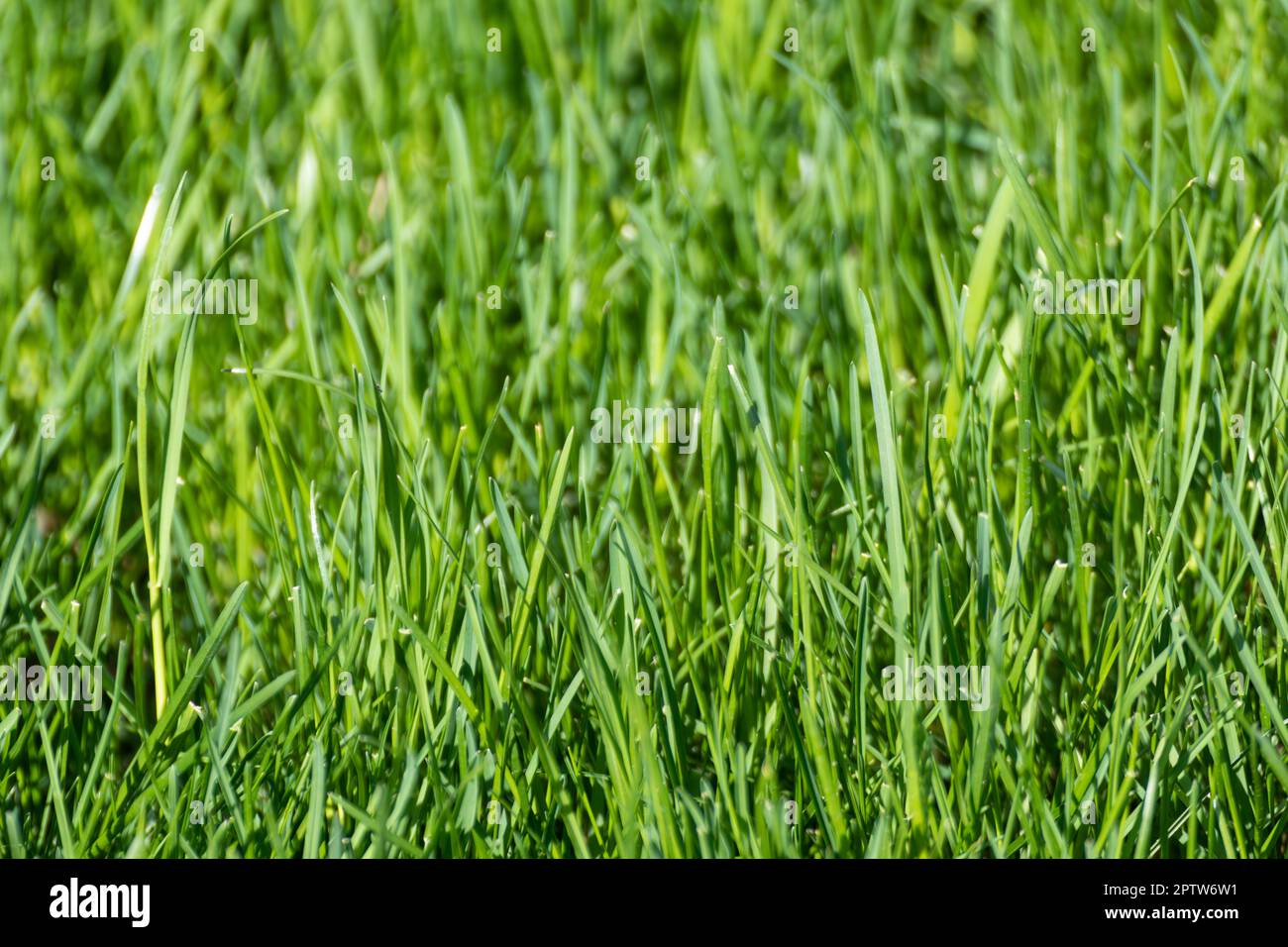 Green Grass Blades Close Up Details On Blurred Background Natural