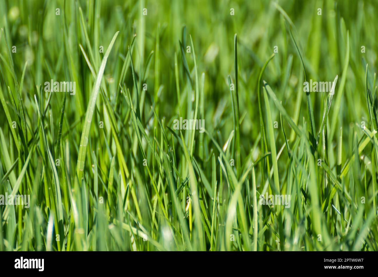 Green grass blades close-up details on blurred background. Natural ...