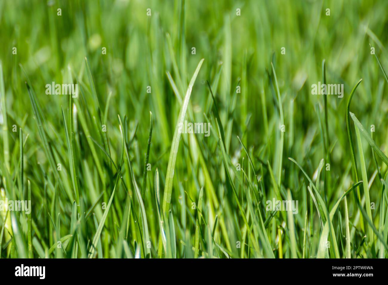 Green grass blades close-up details on blurred background. Natural ...