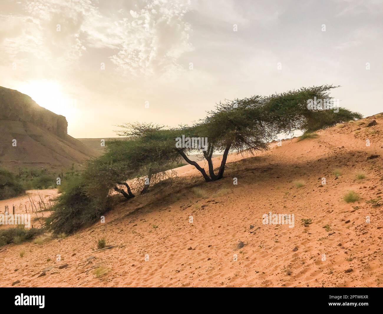 Mauritania, Terjit Oasis, desert acacia Stock Photo - Alamy
