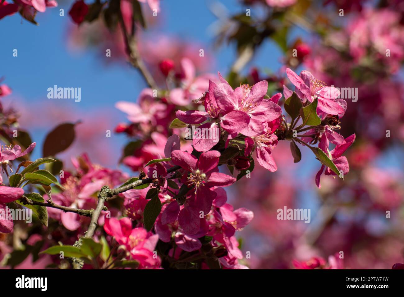 Pink apple tree blossom close-up, flowers on sunny branches. Spring ...