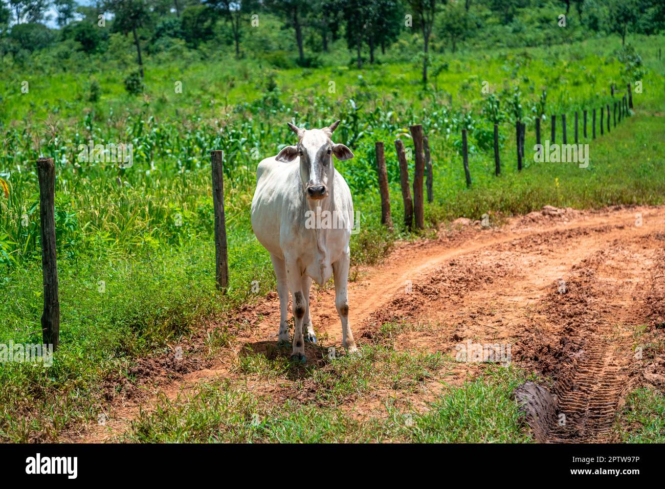 Indu-Brasil beef cattle in farm yard Stock Photo - Alamy