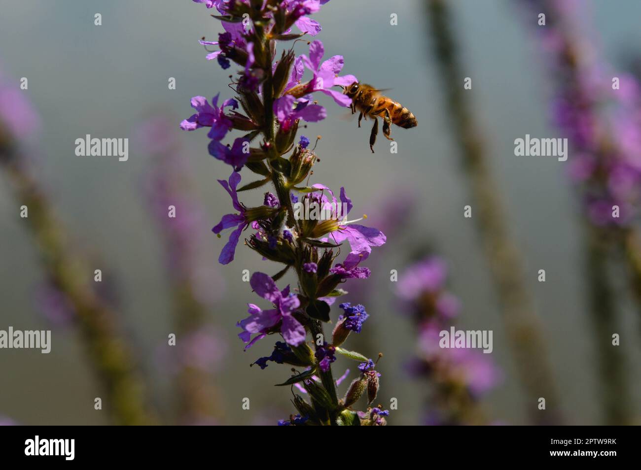 Bee on a purple plant in natural environment, horizontal nature ...