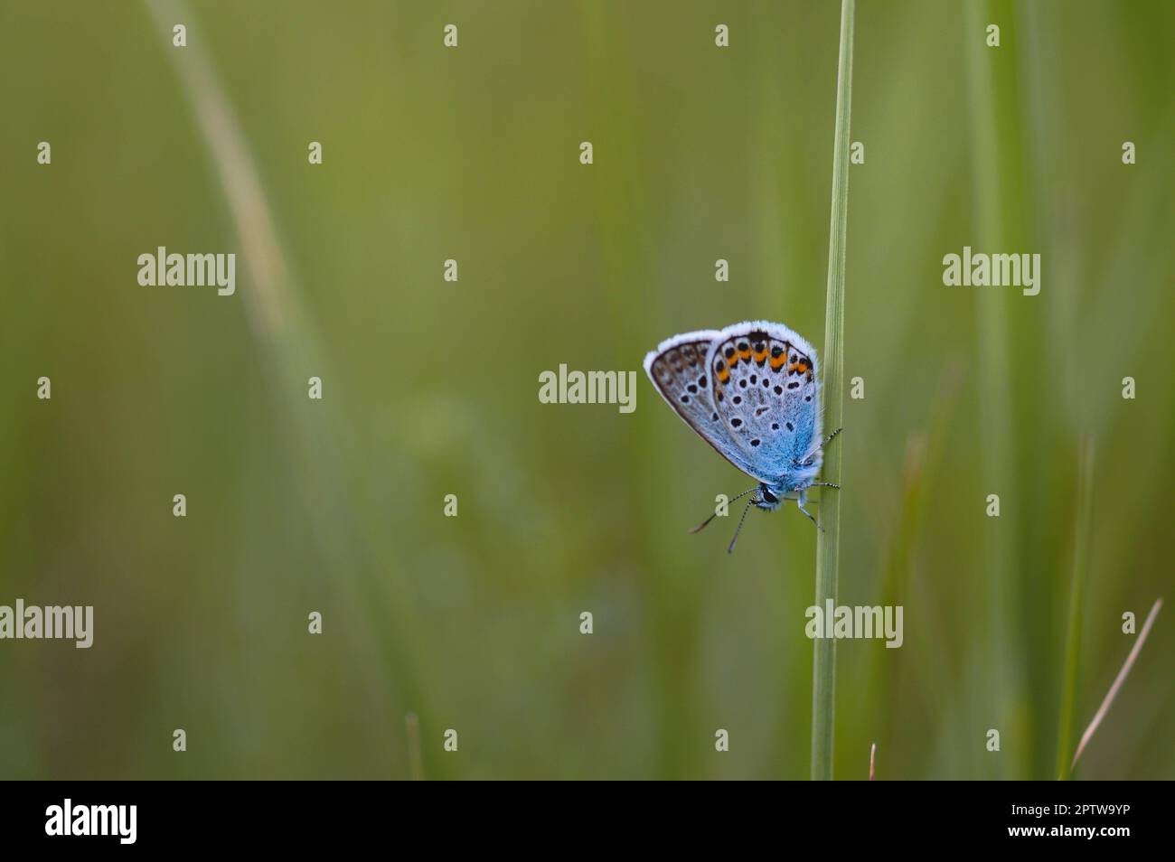 Small blue butterfly in the wild close up with orange and black spots ...
