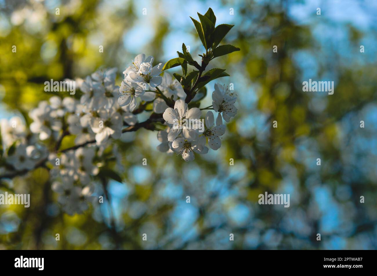 Blooming tree white spring flowers Stock Photo - Alamy