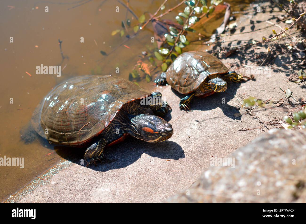 two turtles in the water relaxing Stock Photo - Alamy