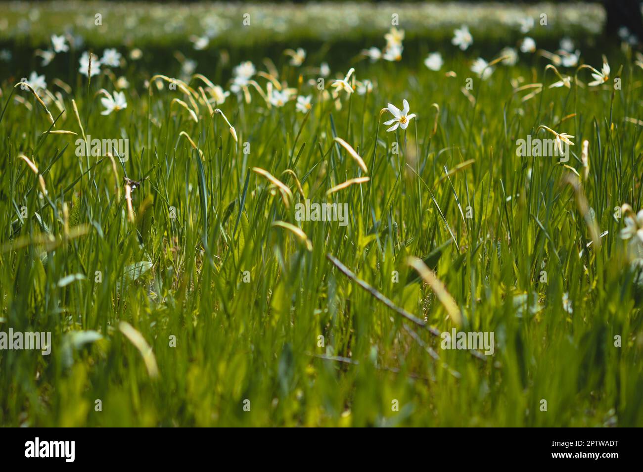 Poet's narcissus, daffodil field, daffodils in the wild. White rare ...