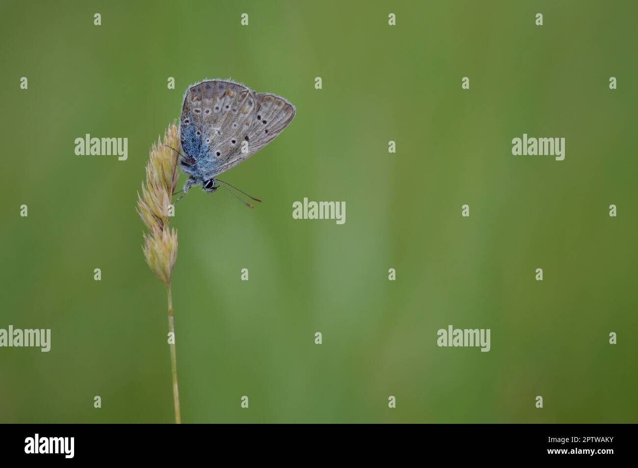 Polyommatus butterfly, tiny grey blue and orange butterfly in the wild ...