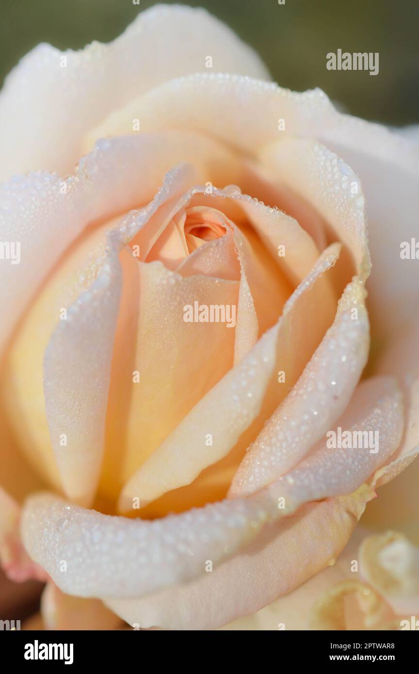 Peach rose close up after rain with water drops. Rain drops on a close ...