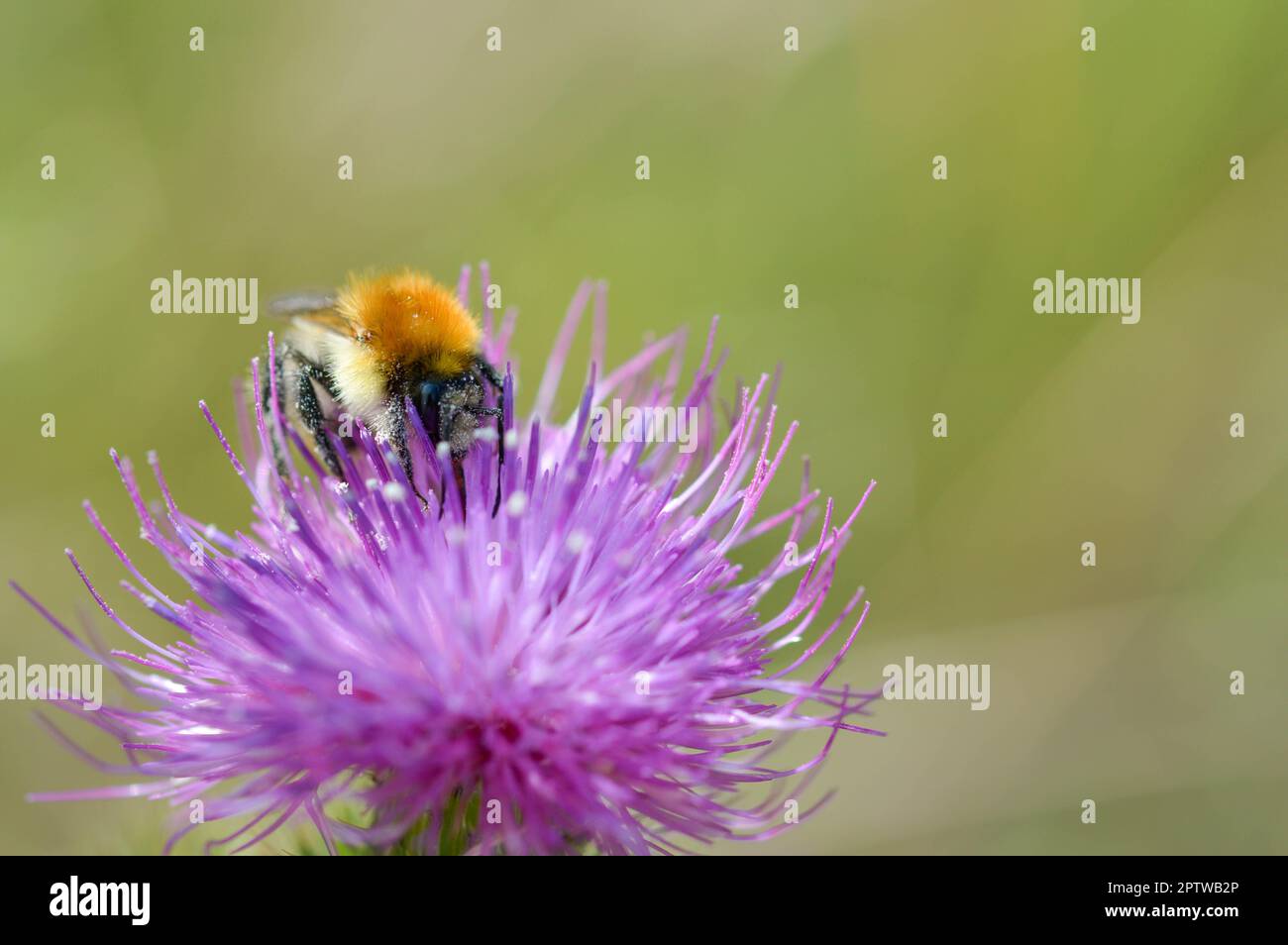 Bumblebee on a Spear Thistle flower, bee on a purple spiky wildflower ...