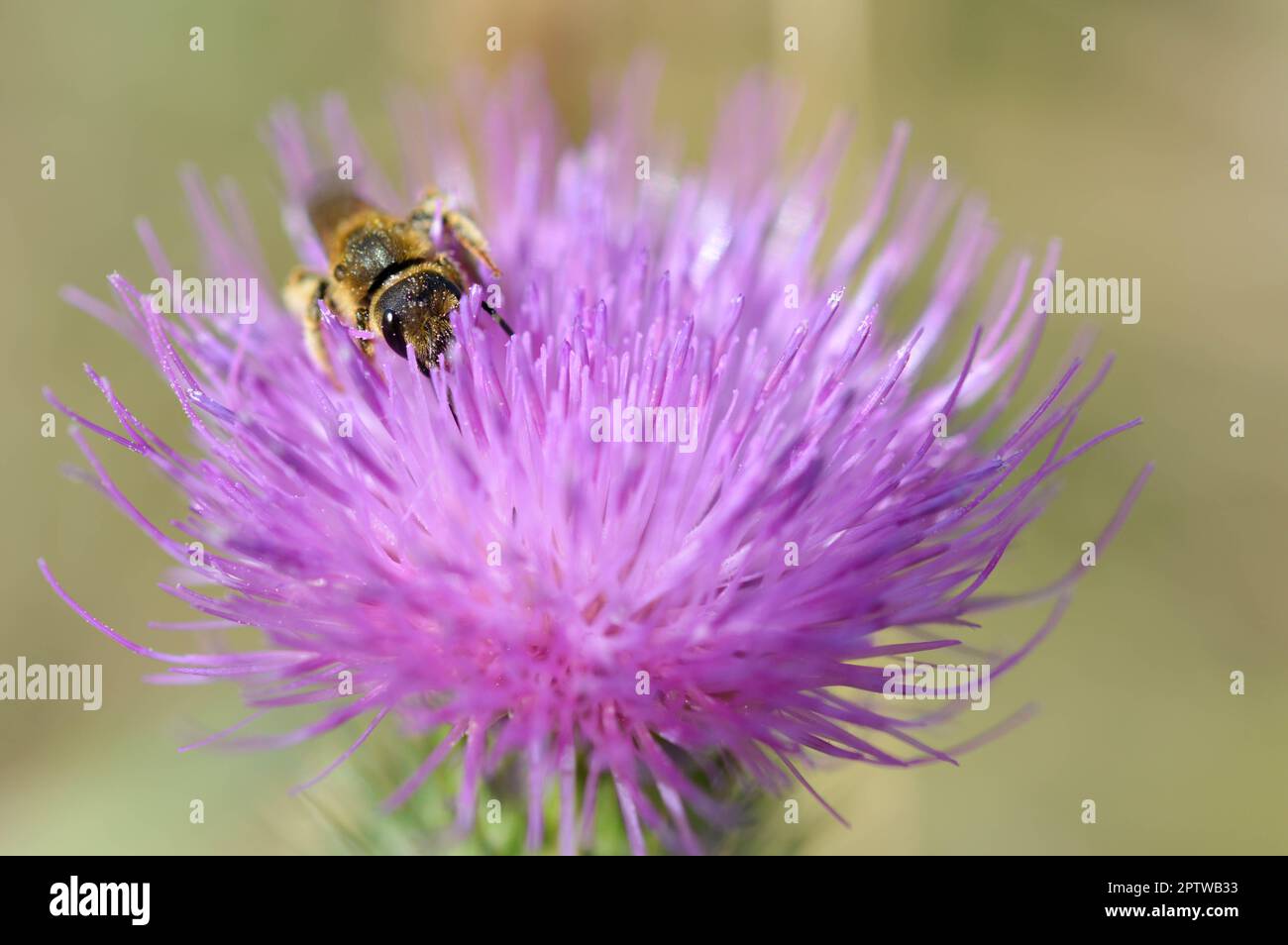 Bee on a Spear Thistle flower, bee on a purple spiky wildflower in ...