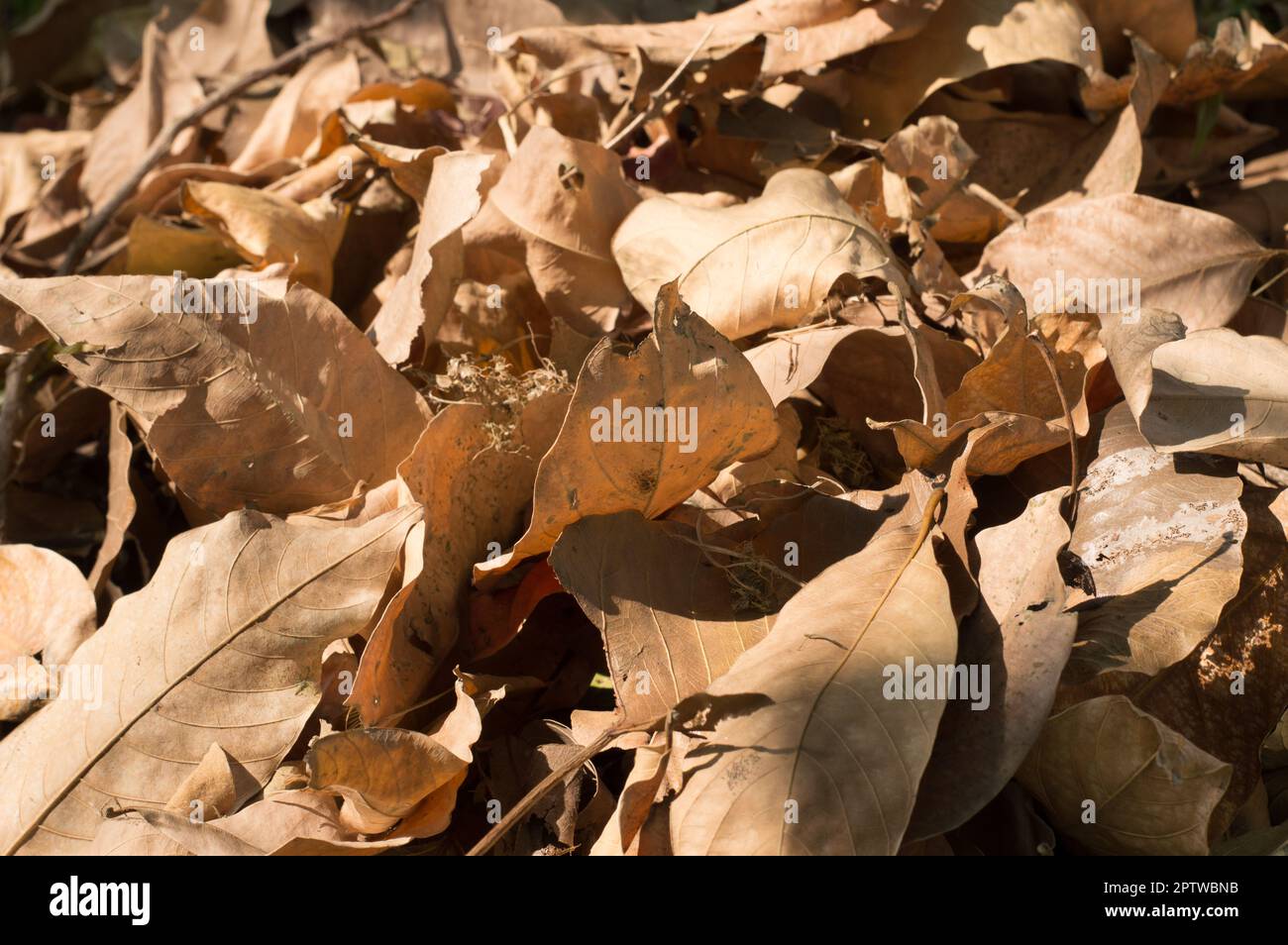 Dry falling leaves in summer sunset sunlight. Nature background ...