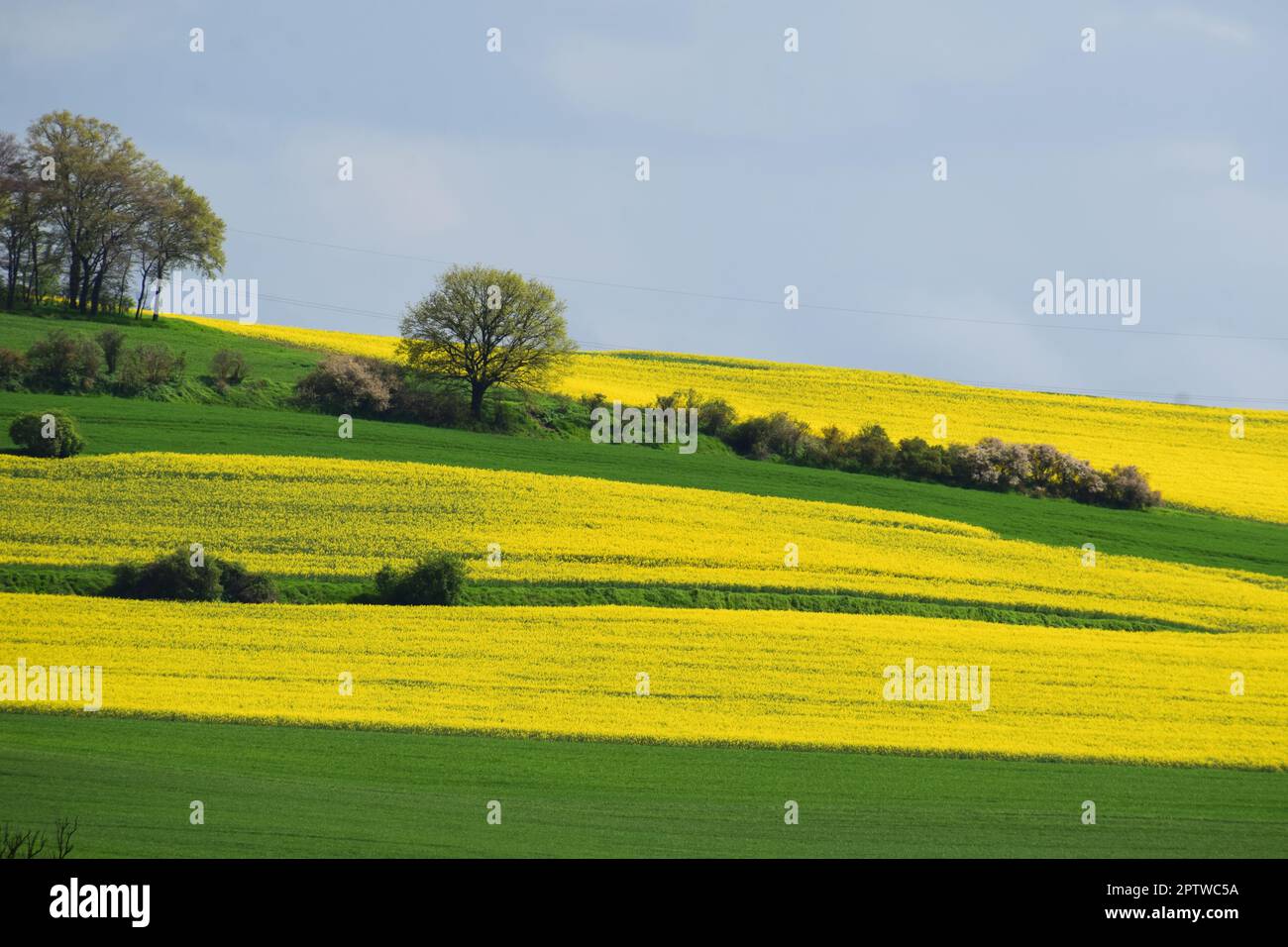 green and yellow fields in spring Stock Photo - Alamy