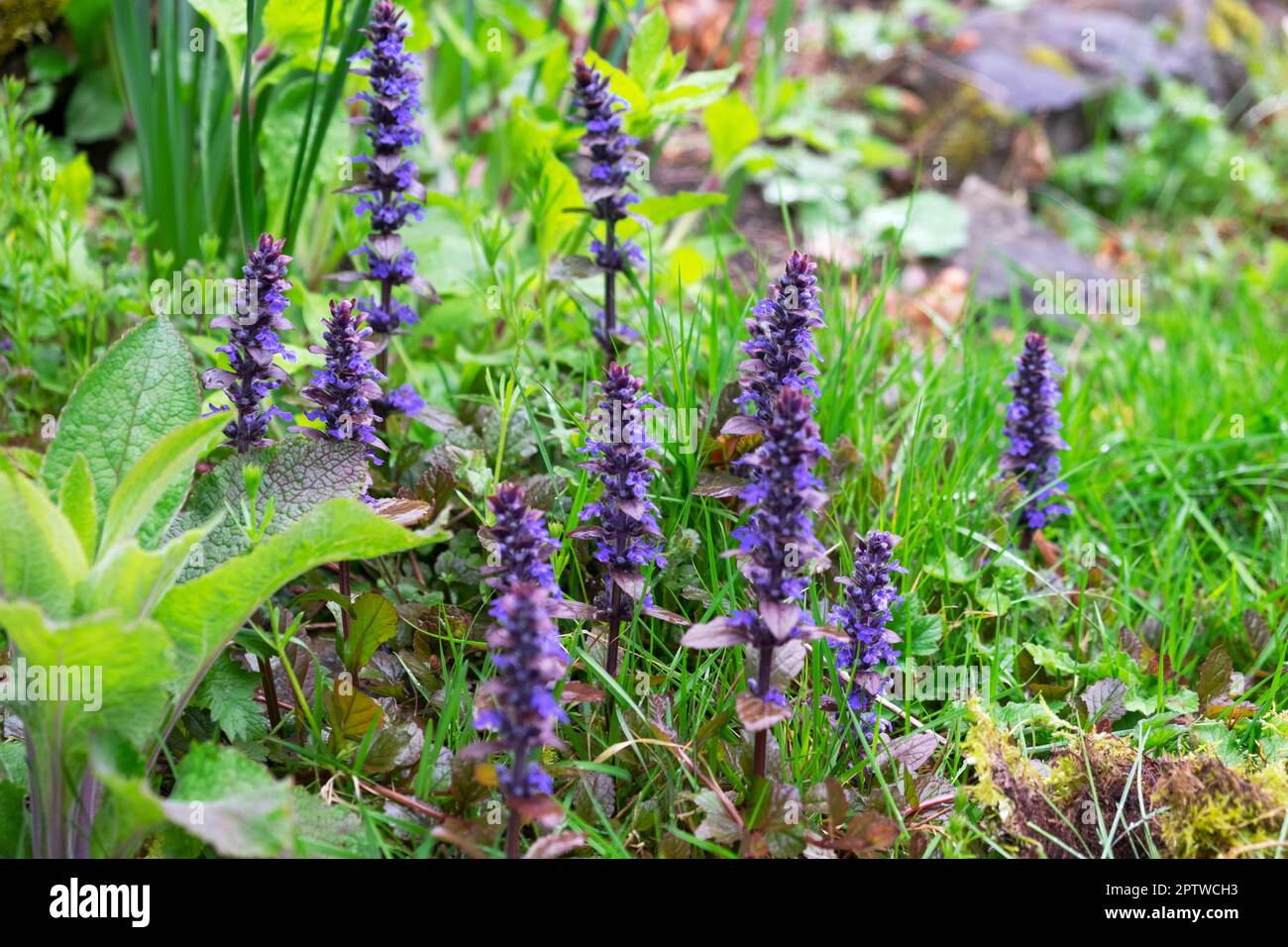 Ajuga Reptans close up purple flowers growing in grassy lawn in April ...