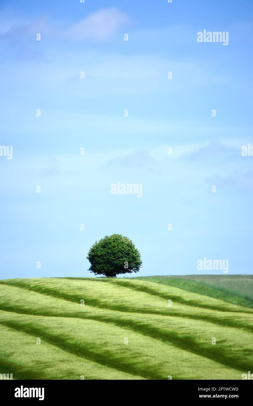 The lone tree. A beautiful and natural shot of an outdoor setting Stock ...