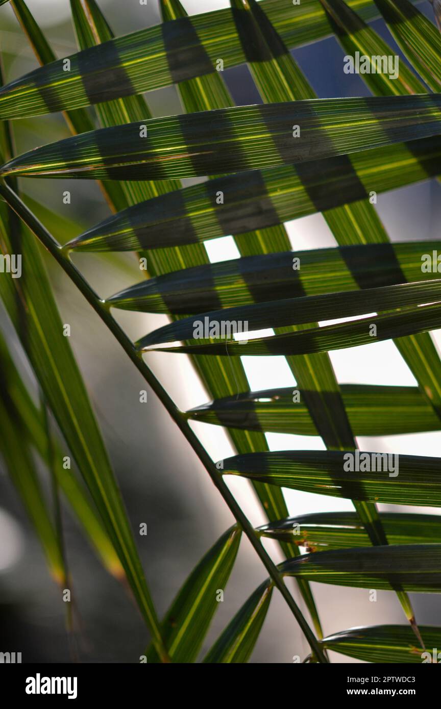Tropical leaves abstract form, green leaves in the sunshine, geometric ...