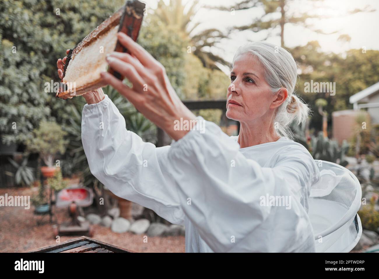 Beekeeping, honeycomb and agriculture with a woman farmer working in ...