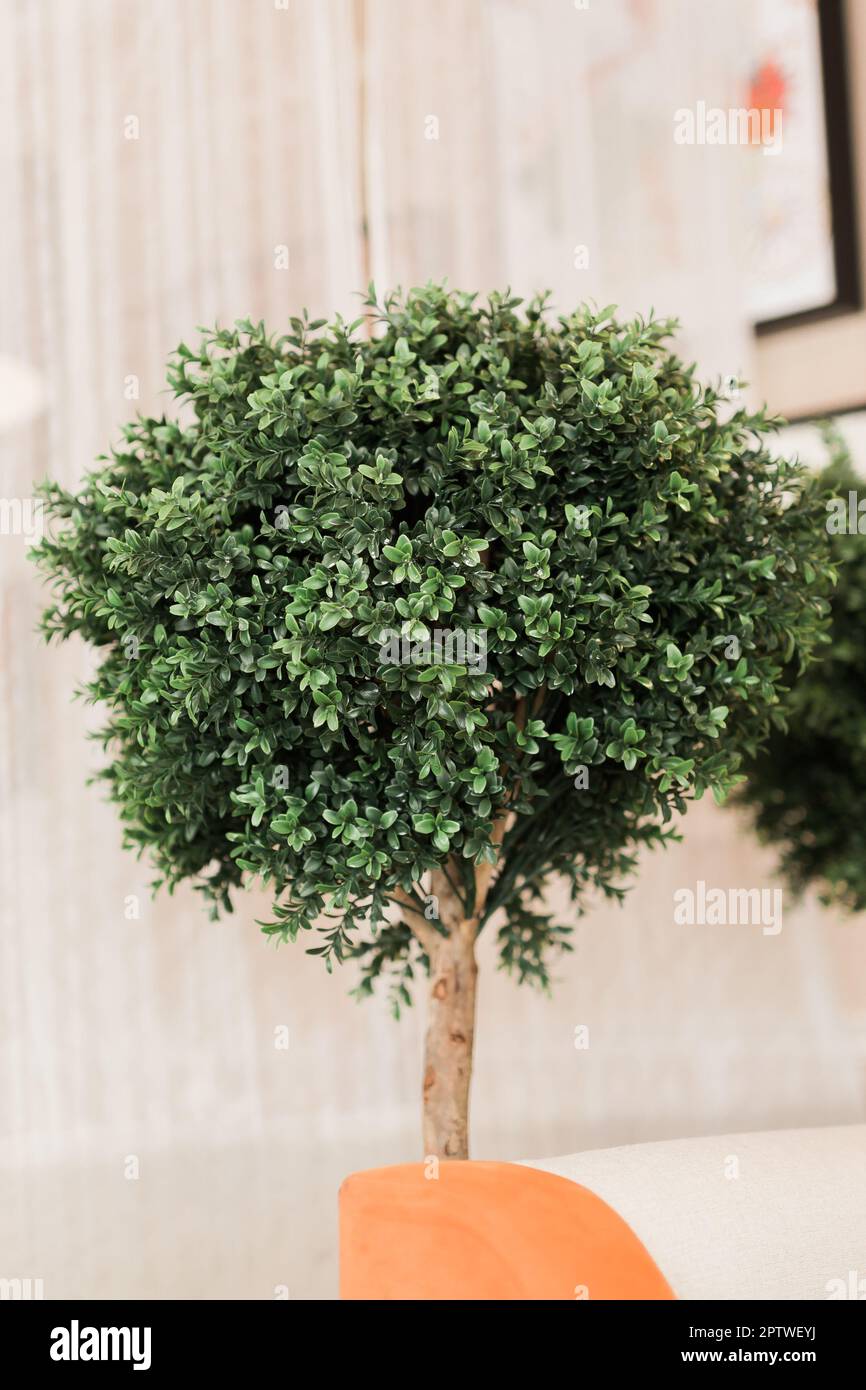 plastic bush tree as interior decoration Stock Photo - Alamy
