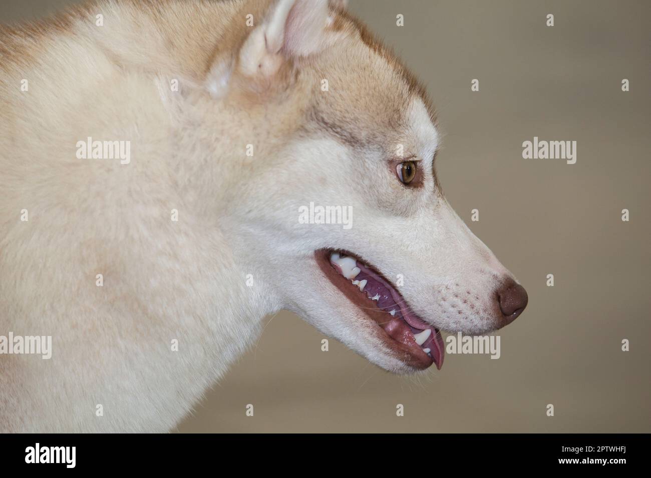 Light yellow and white Siberian Husky. Profile Stock Photo - Alamy
