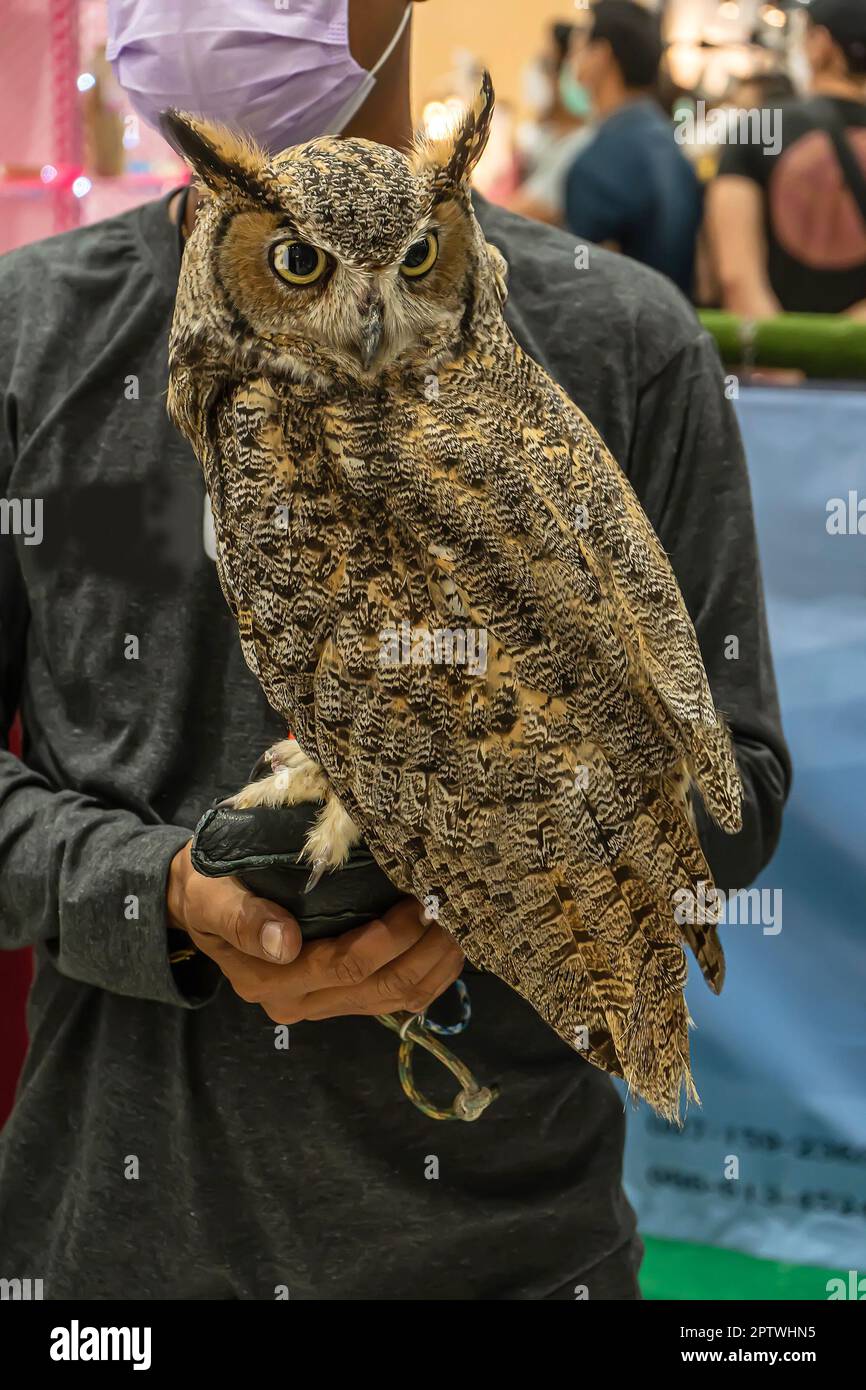 The owl perched on the arm of a man. It is a popular pet in Thailand ...