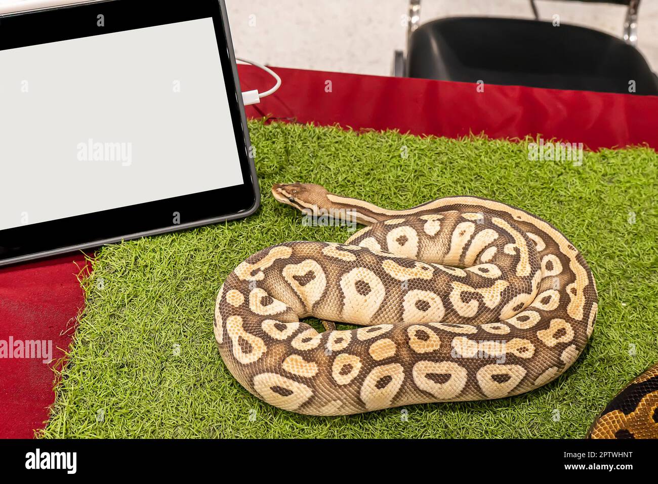 Ball python is a popular pet in Thailand Stock Photo - Alamy