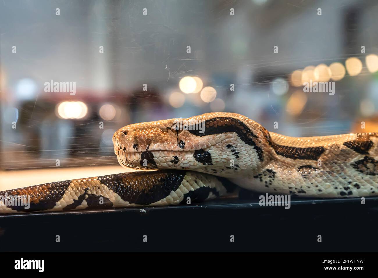Ball python in the glass cabinet waiting to be sold. It's a popular pet ...