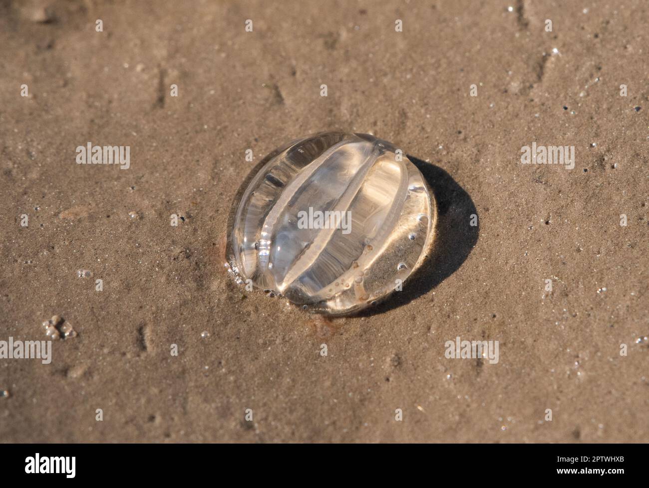 Comb jellyfish hi-res stock photography and images - Alamy