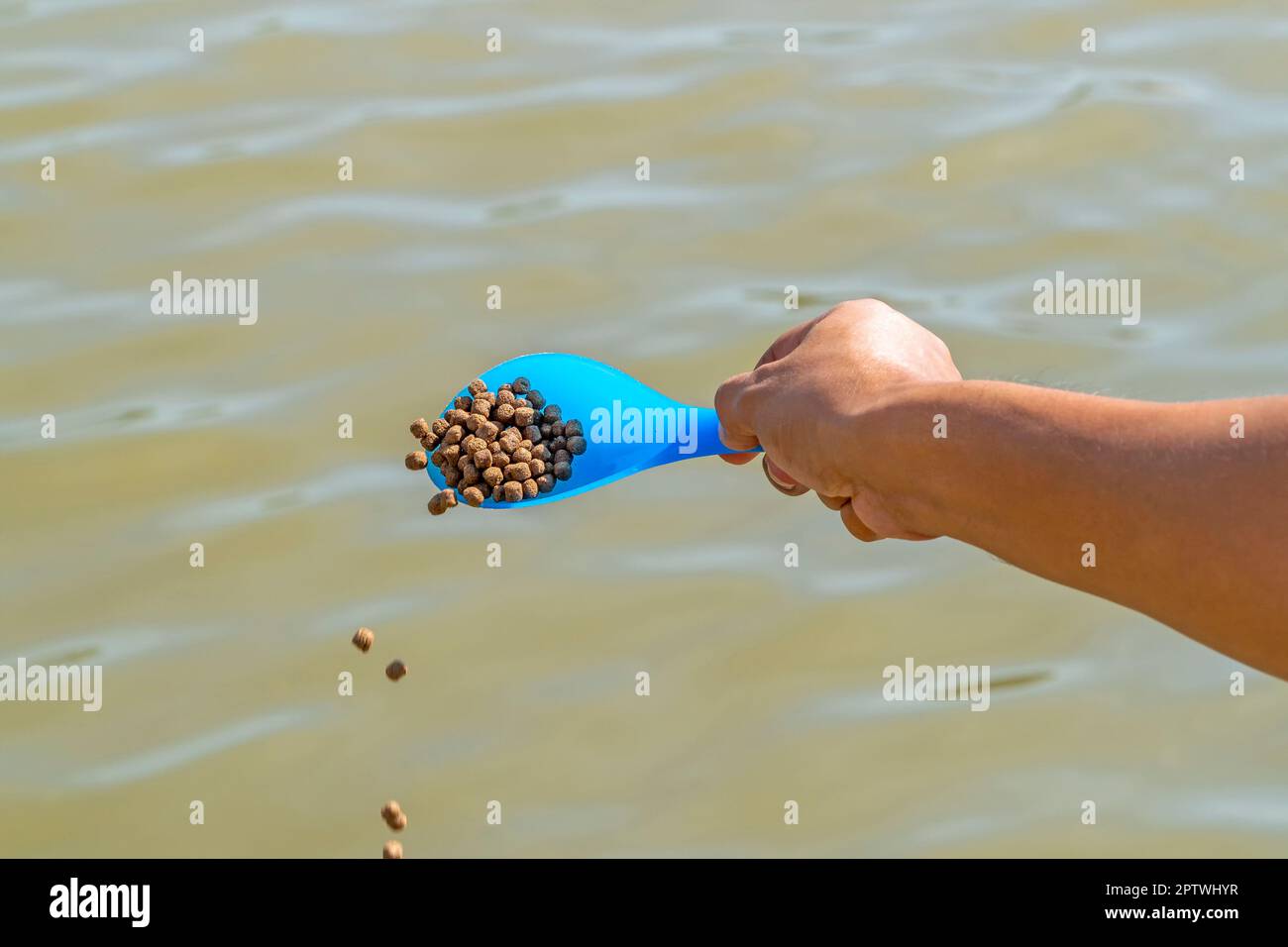 Use a blue spoon to feed the fish Stock Photo - Alamy