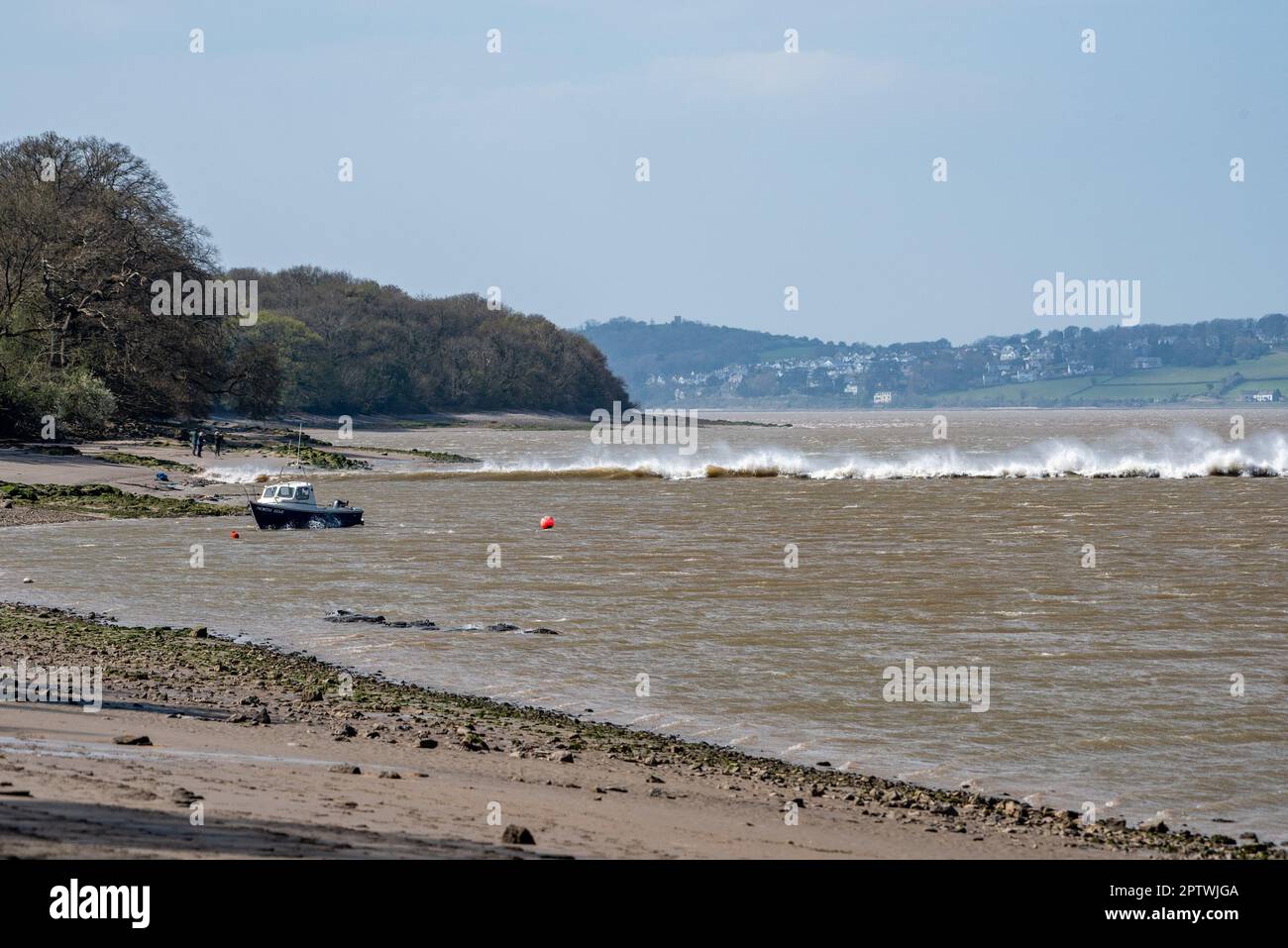 The Arnside tidal bore traveling up the Kent Estuary at Arnside ...