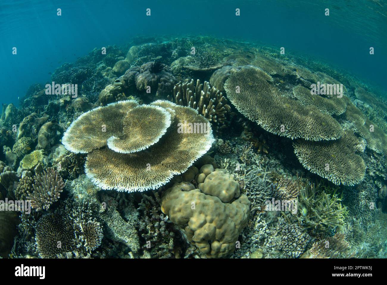 Fragile, reef-building corals cover the shallow seafloor in Raja Ampat ...