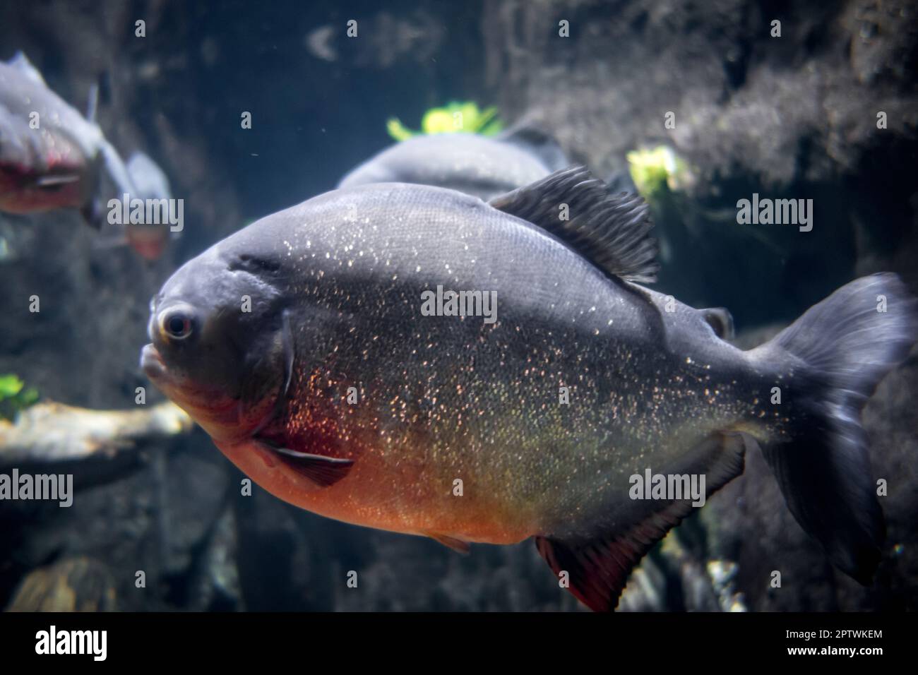 Close up piranha swim in hi-res stock photography and images - Alamy