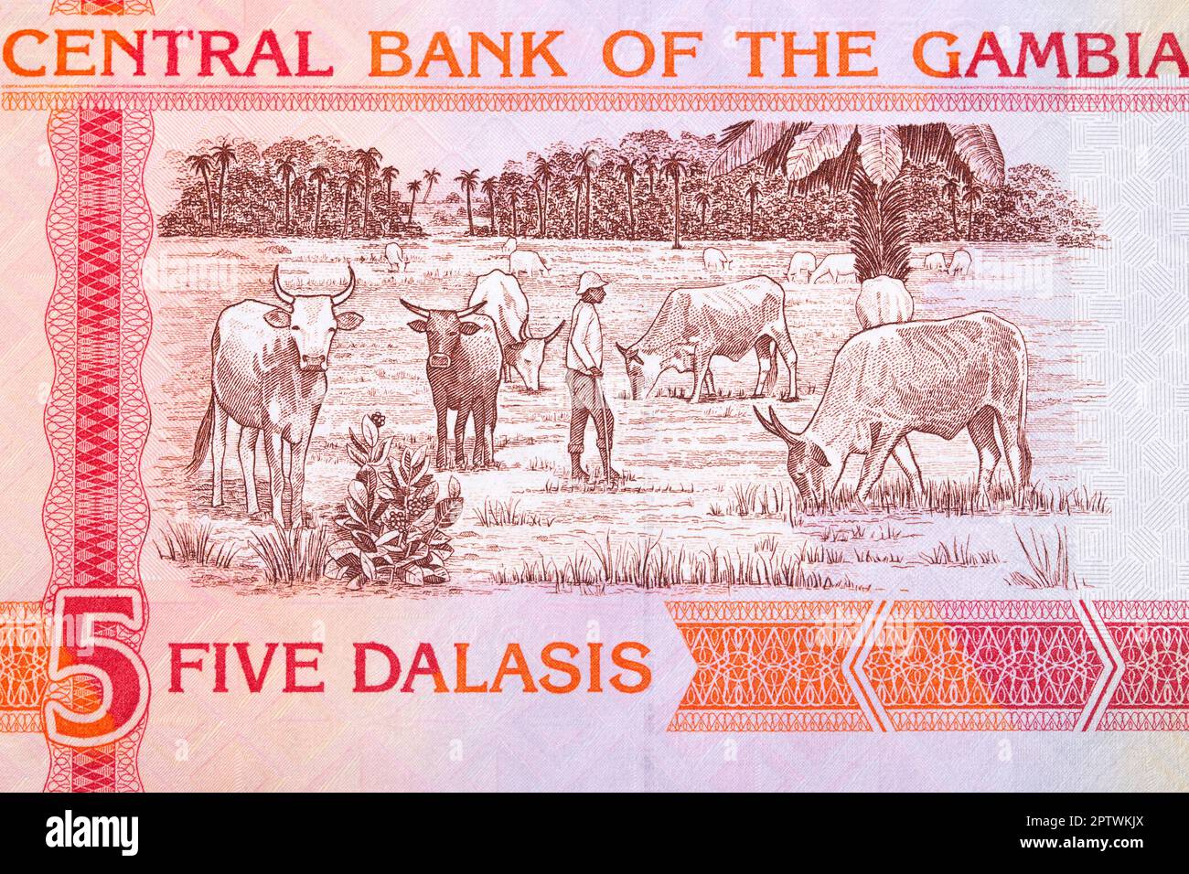 Cattle currency hi-res stock photography and images - Alamy