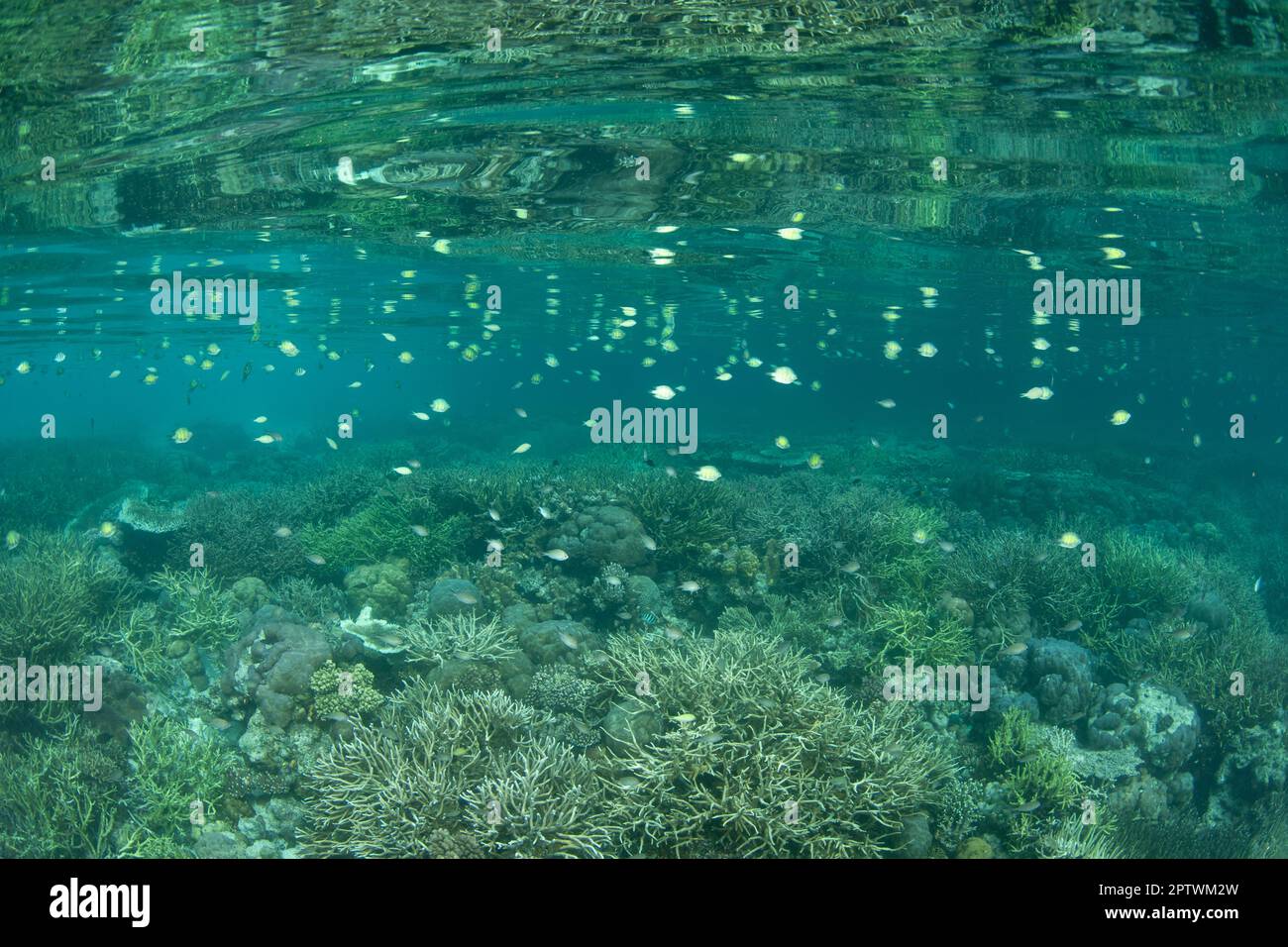 Fragile, reef-building corals cover the shallow seafloor in Raja Ampat ...