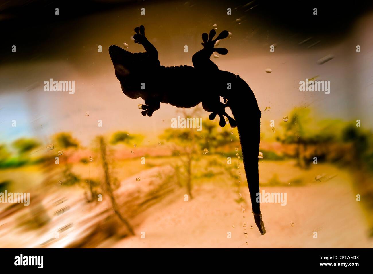 Gecko, Aquarium, Genoa, Italy Stock Photo - Alamy