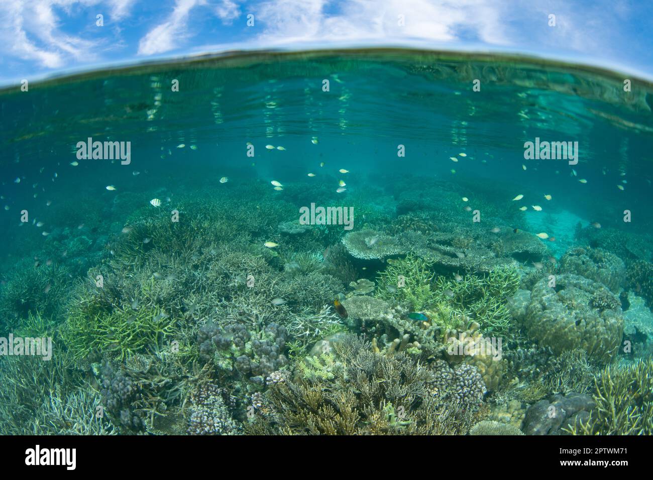 Fragile, reef-building corals cover the shallow seafloor in Raja Ampat ...