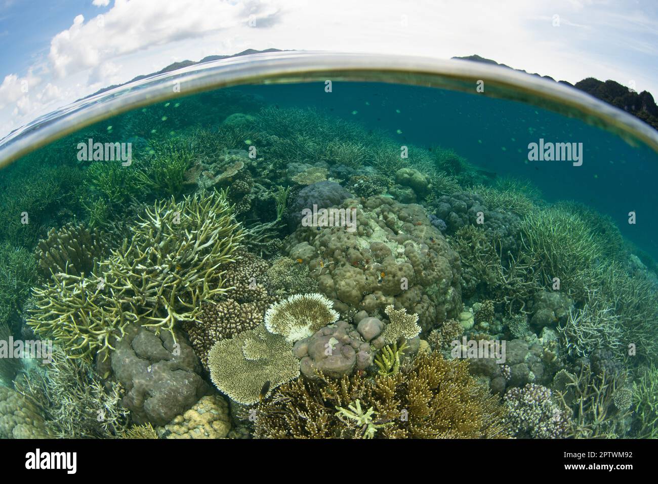 Fragile, reef-building corals cover the shallow seafloor in Raja Ampat ...
