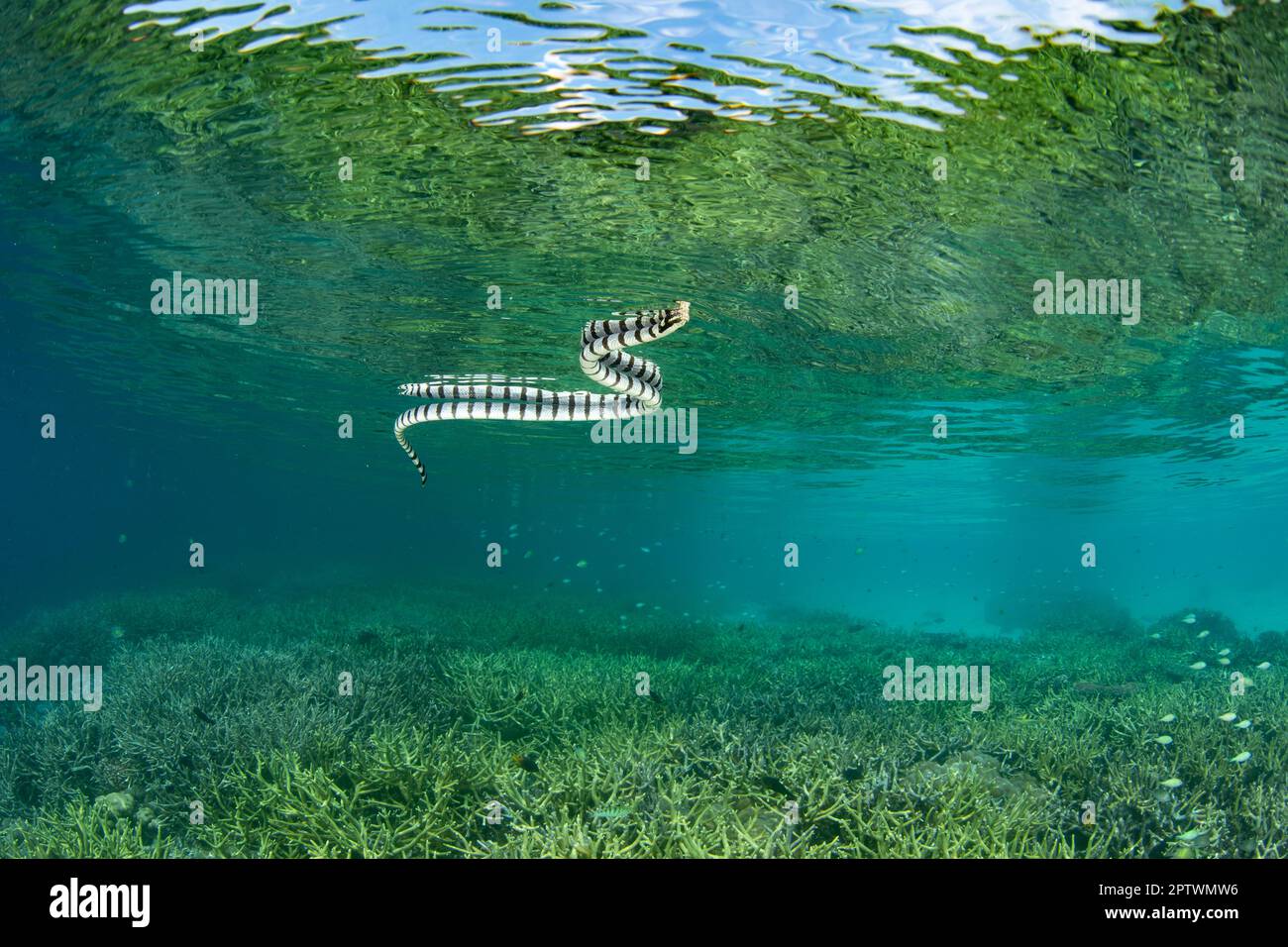 A Banded sea krait, Laticauda colubrina, rises to the surface of the ...