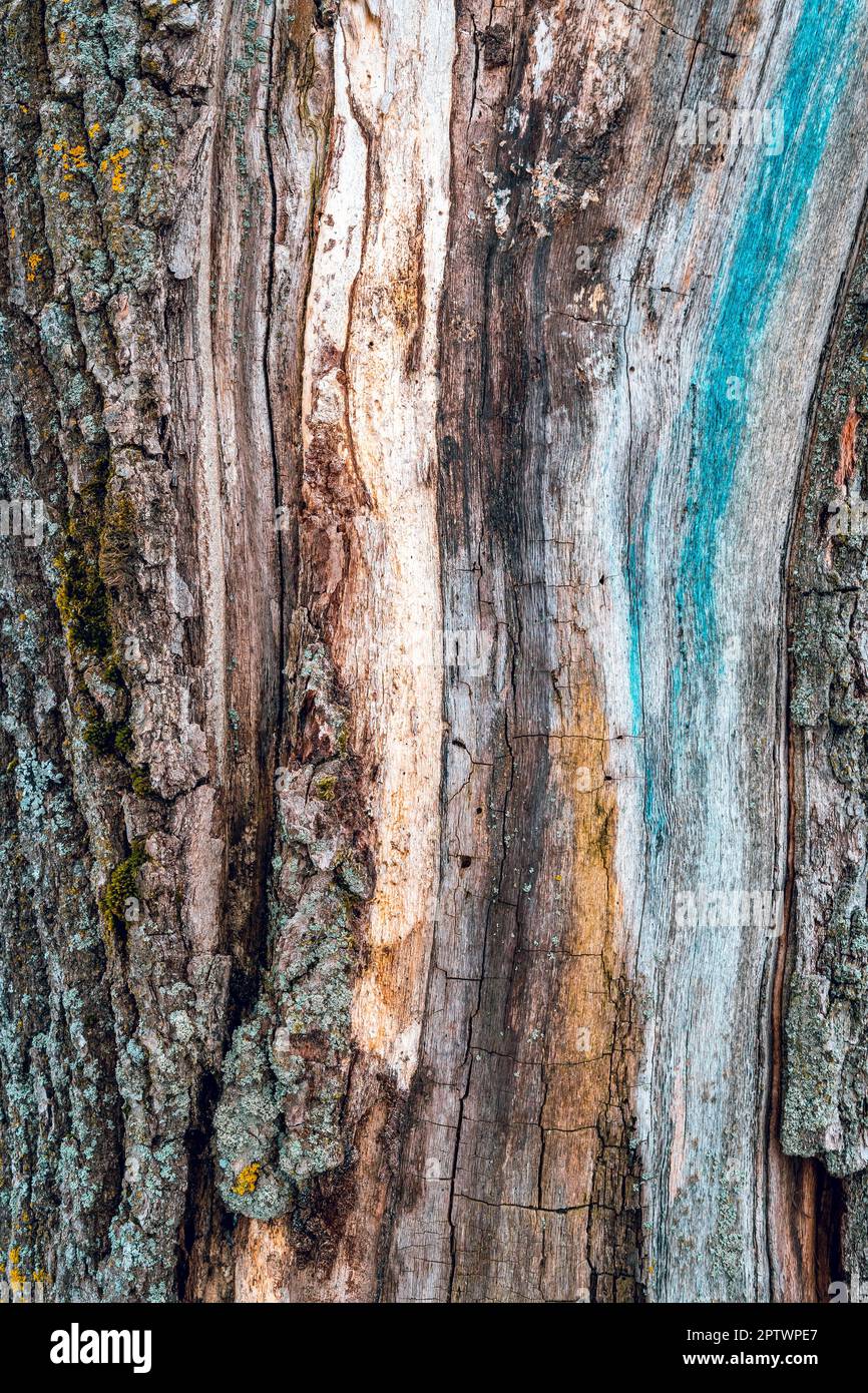 Tree bark texture. Oak wood background. Old Trunk pattern. Rough wooden ...