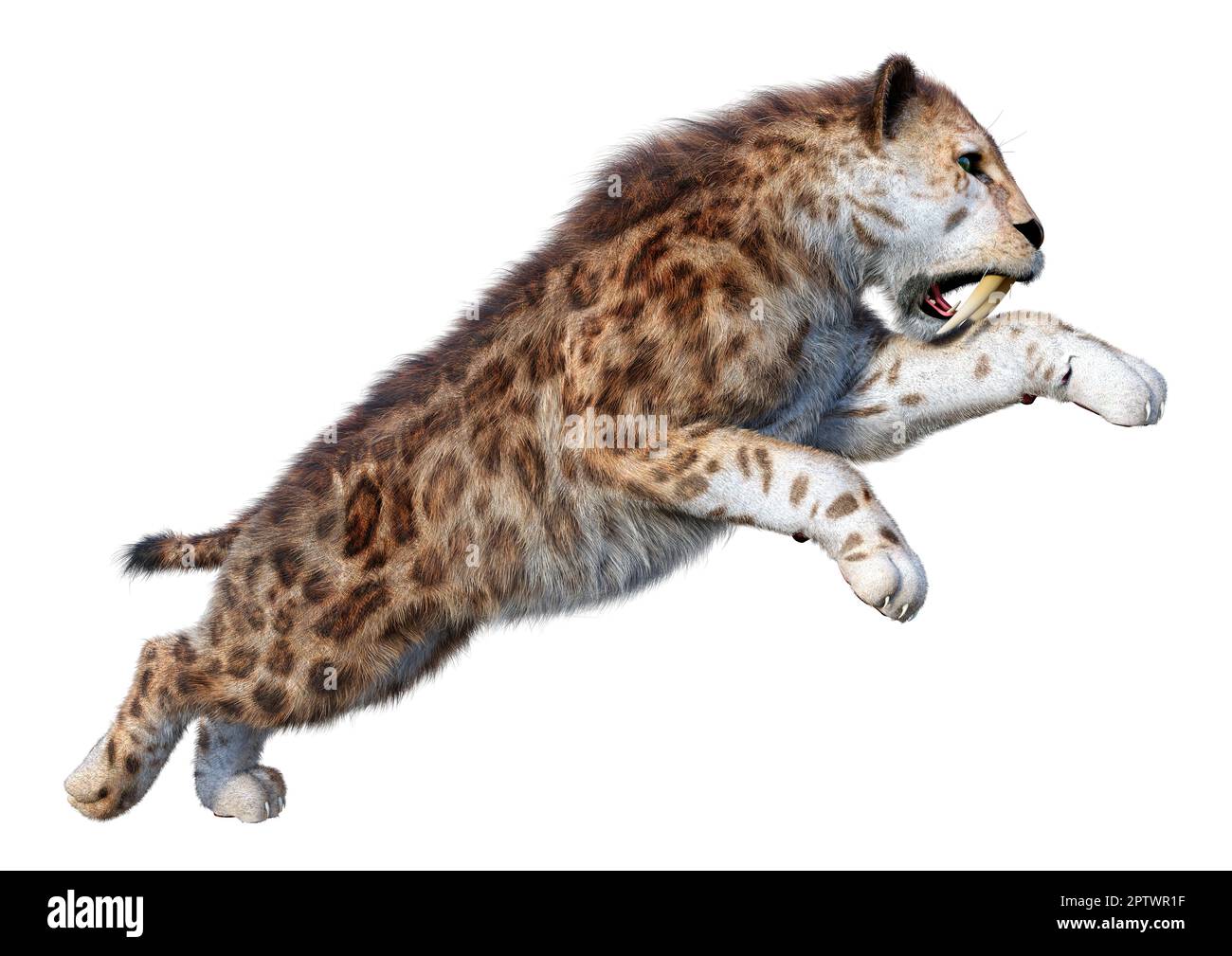 3D rendering of a sabertooth tiger isolated on white background Stock ...