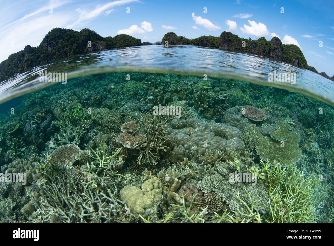 Fragile, reef-building corals cover the shallow seafloor in Raja Ampat ...