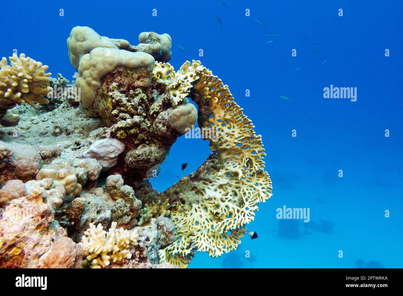Coral reef with yellow fire coral at the bottom of tropical sea ...