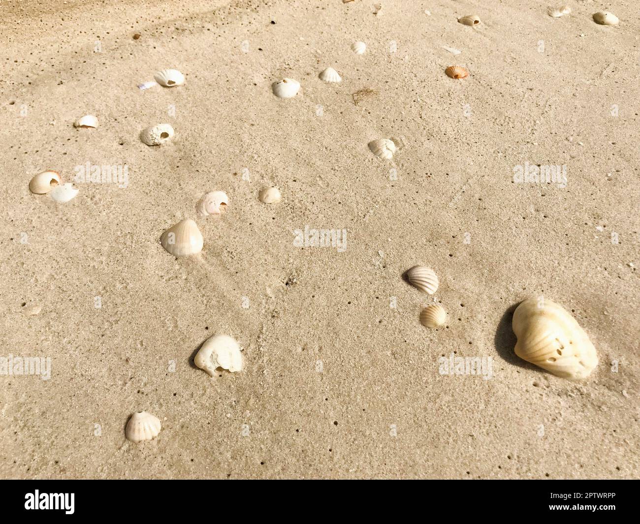 Mauritania, Nouakchott, shells on the beach Stock Photo - Alamy