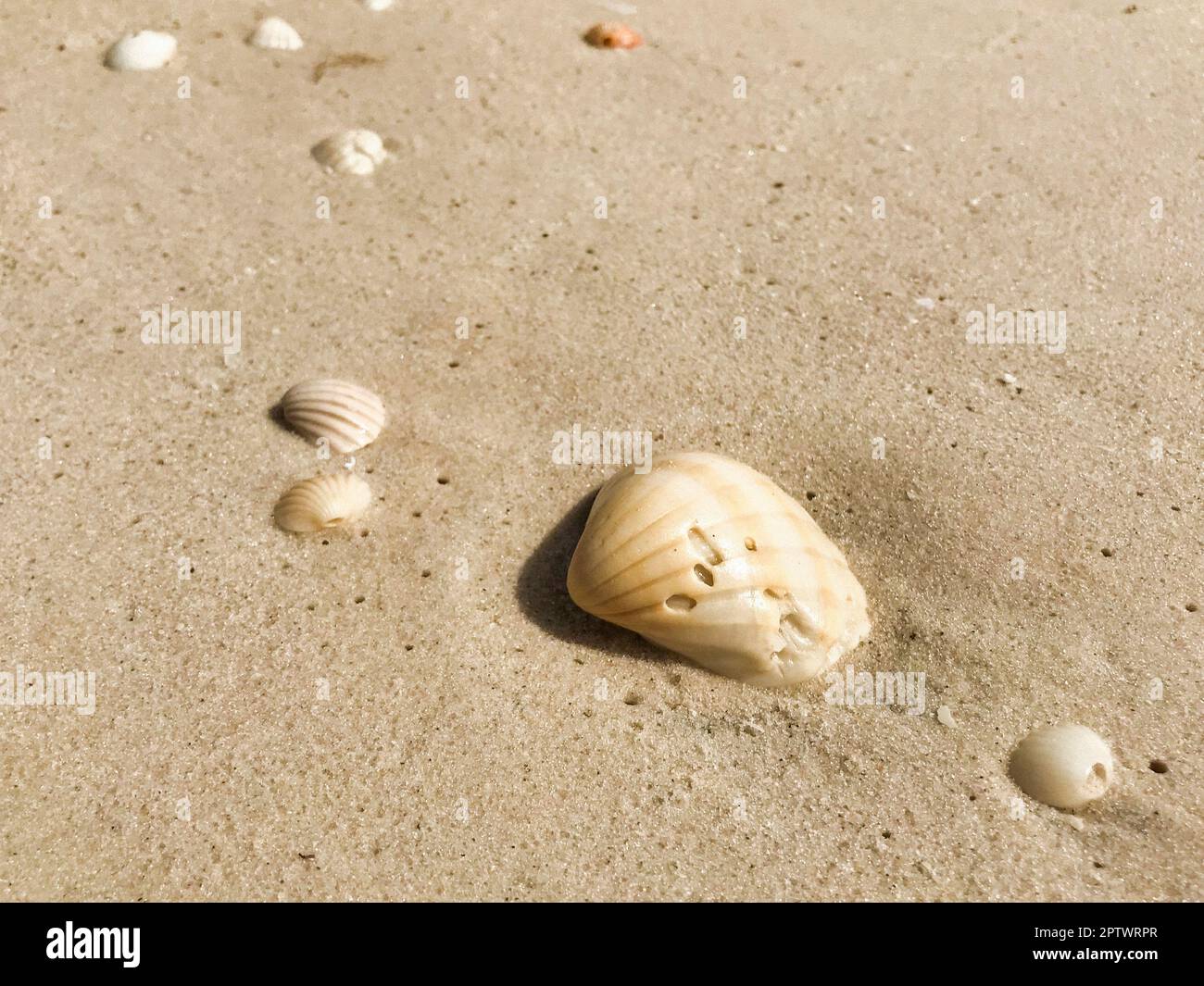 Mauritania, Nouakchott, shells on the beach Stock Photo - Alamy