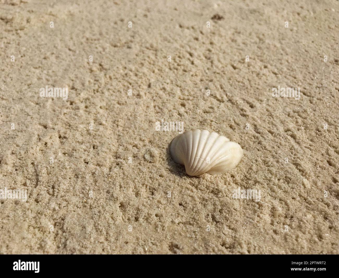 Mauritania, Nouakchott, shells on the beach Stock Photo - Alamy