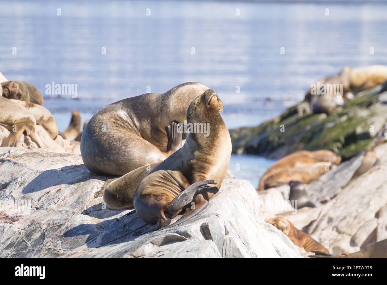 South American sea lion colony on Beagle channel, Argentina wildlife ...