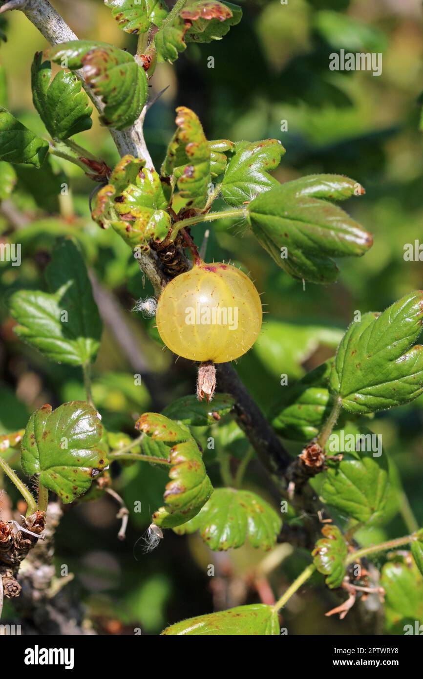 Gooseberry, Ribes uva crispa of unknown variety, ripe green fruit with ...