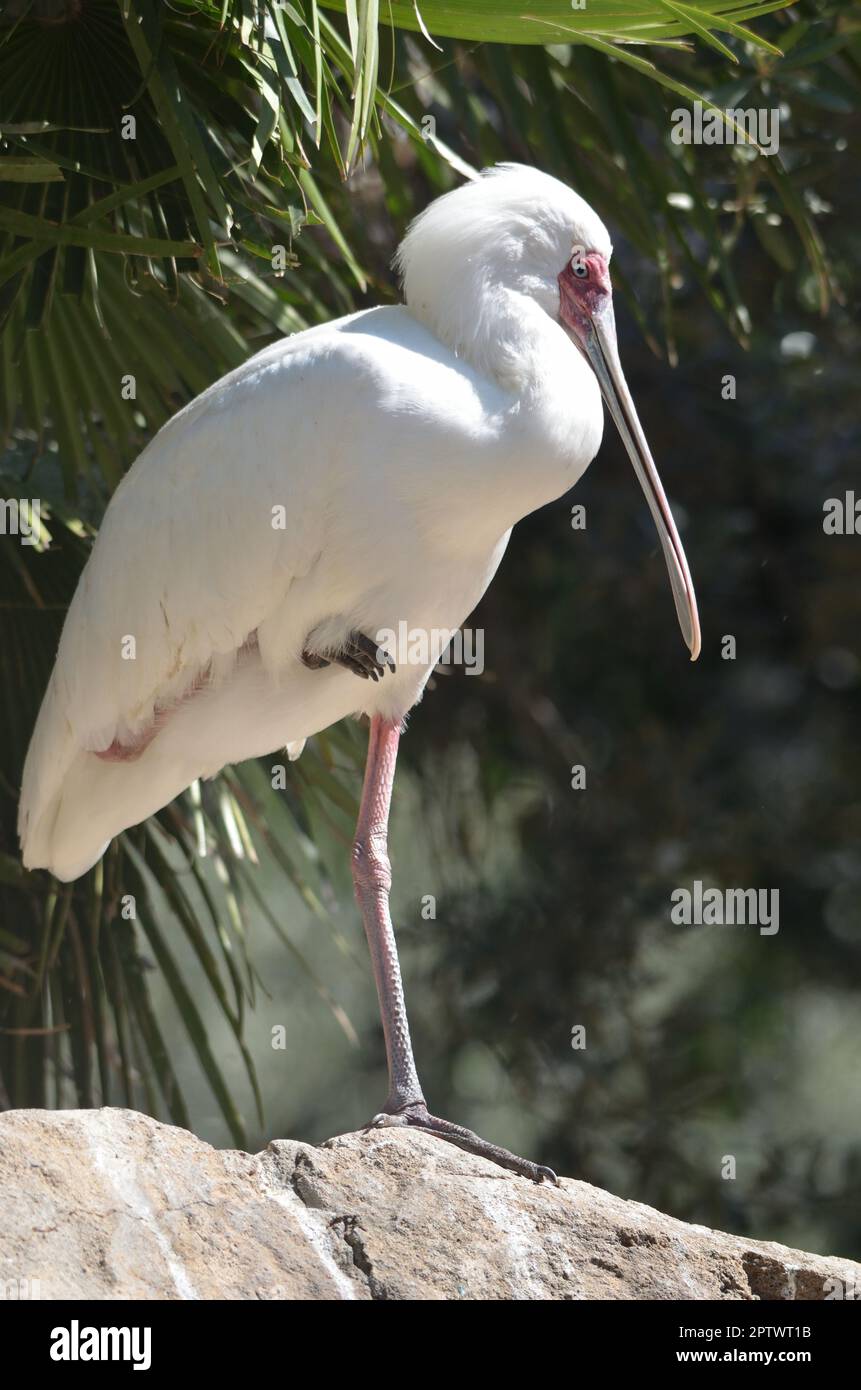 African Spoonbill stands on one leg Stock Photo - Alamy