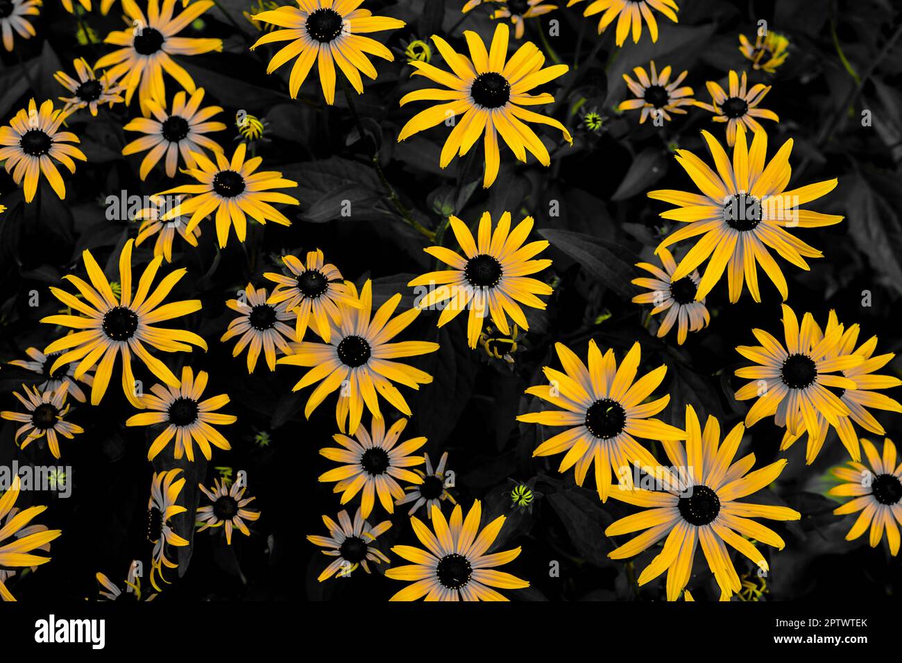 Beautiful yellow flower. Shooting Location: Hokkaido Biei-cho Stock ...