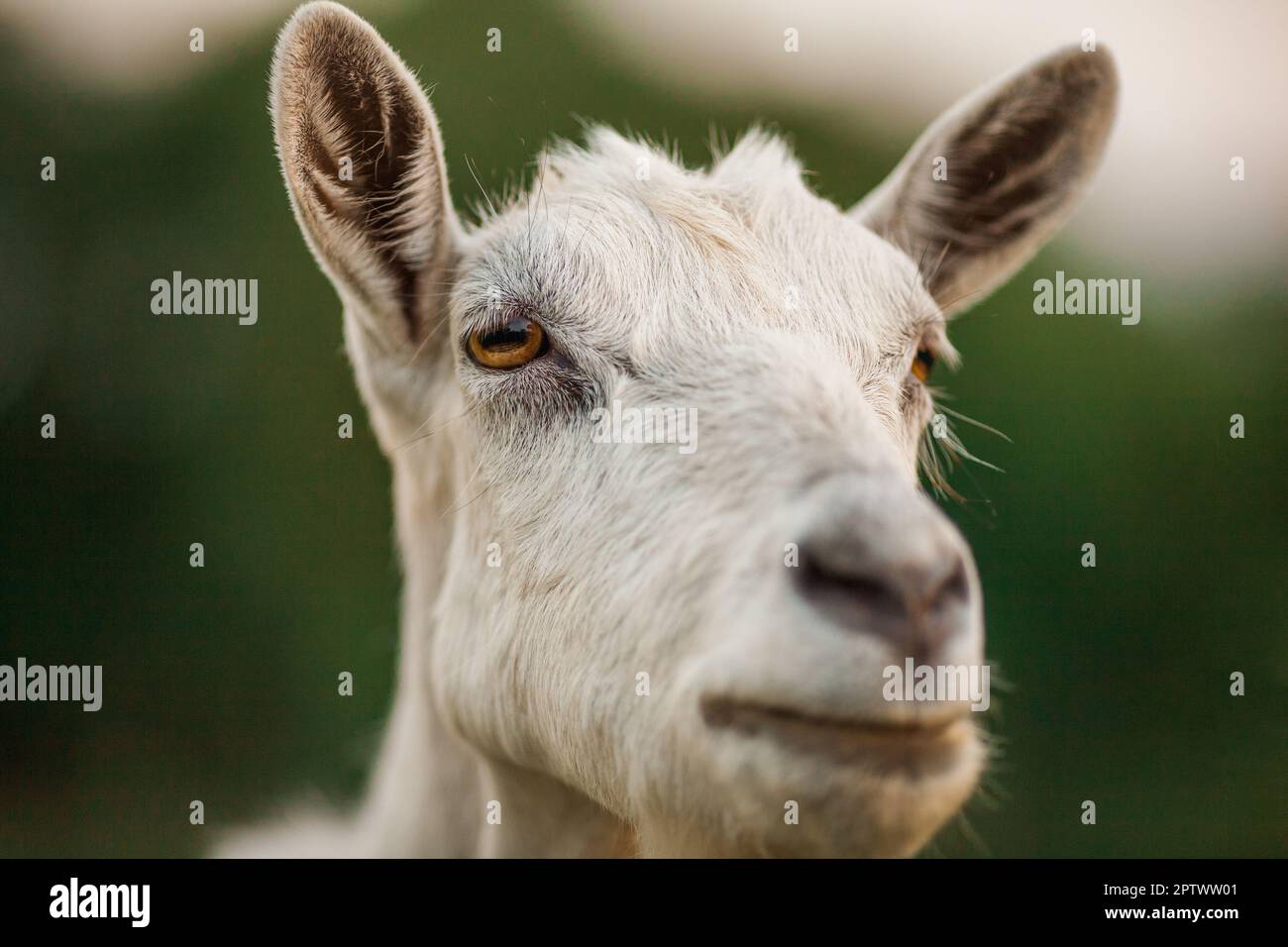 beautiful portrait of goat Stock Photo - Alamy