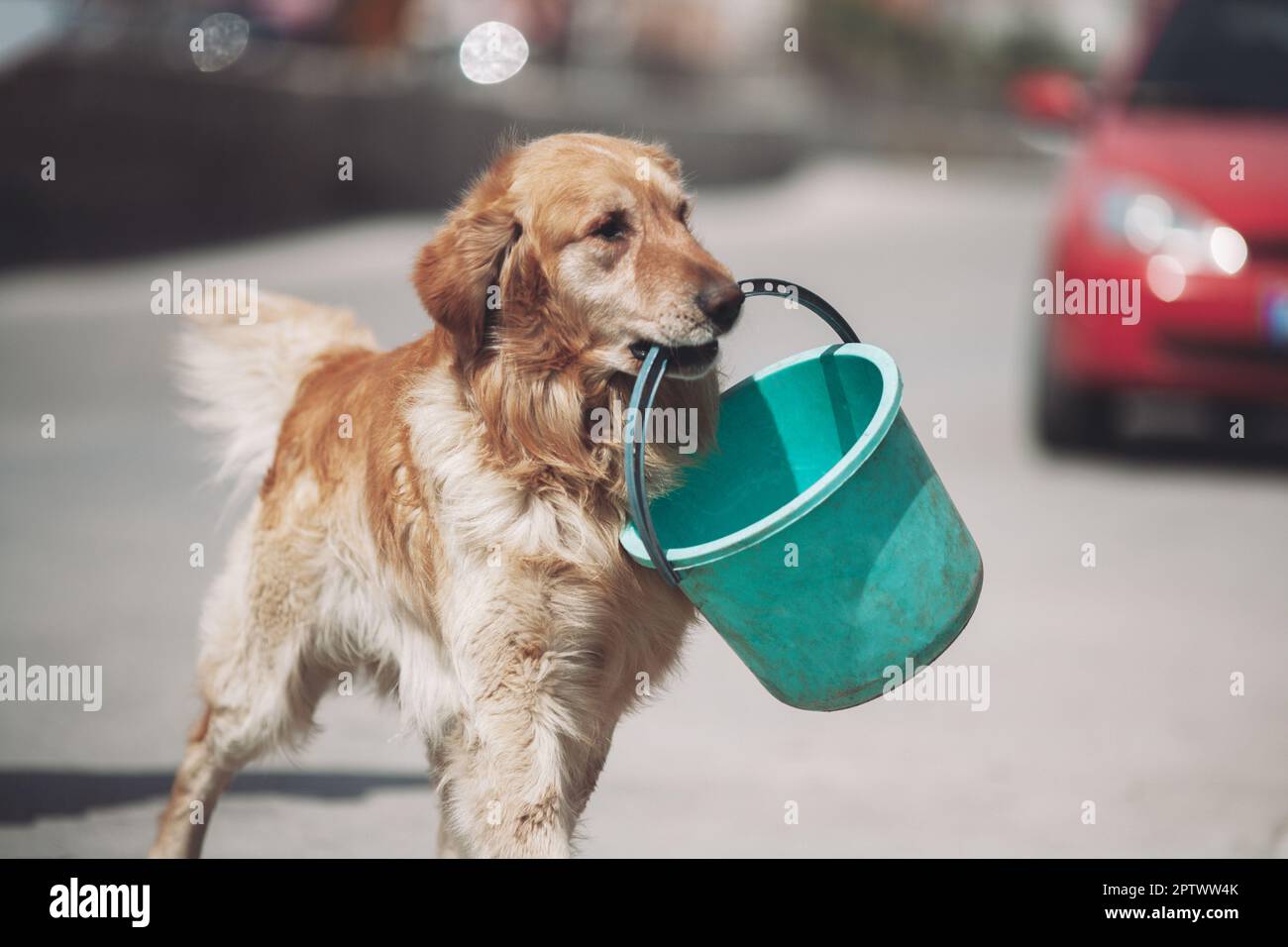 a smart adult dog carries a bucket in its mouth Stock Photo - Alamy